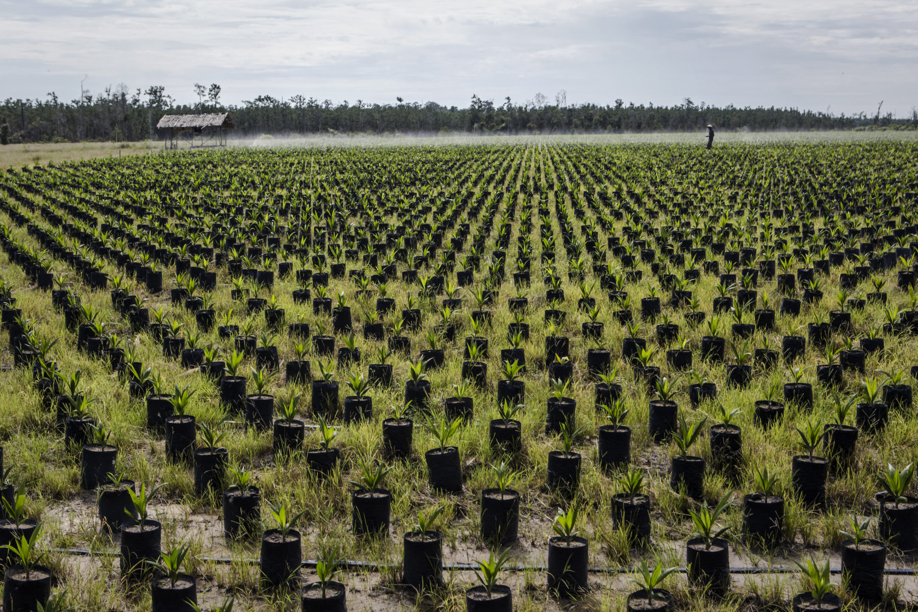 Palm oil’s high yield masks environmental impact — CSPO