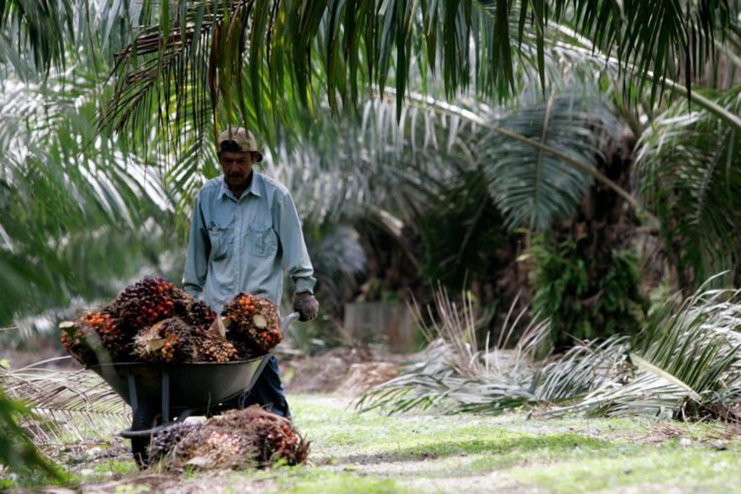 Can Southeast Asia's Finance Sector Fund a Forest-Positive Future? — CSPO