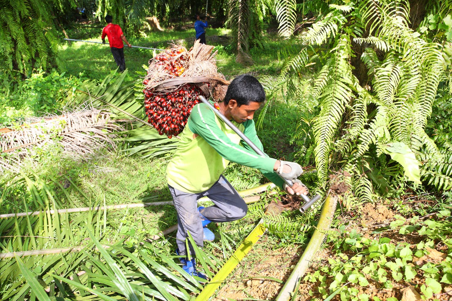 Small Price Increase In Palm Oil Based Products Could Save Forests small-price-increase-in-palm-oil-based-products-could-save-forests