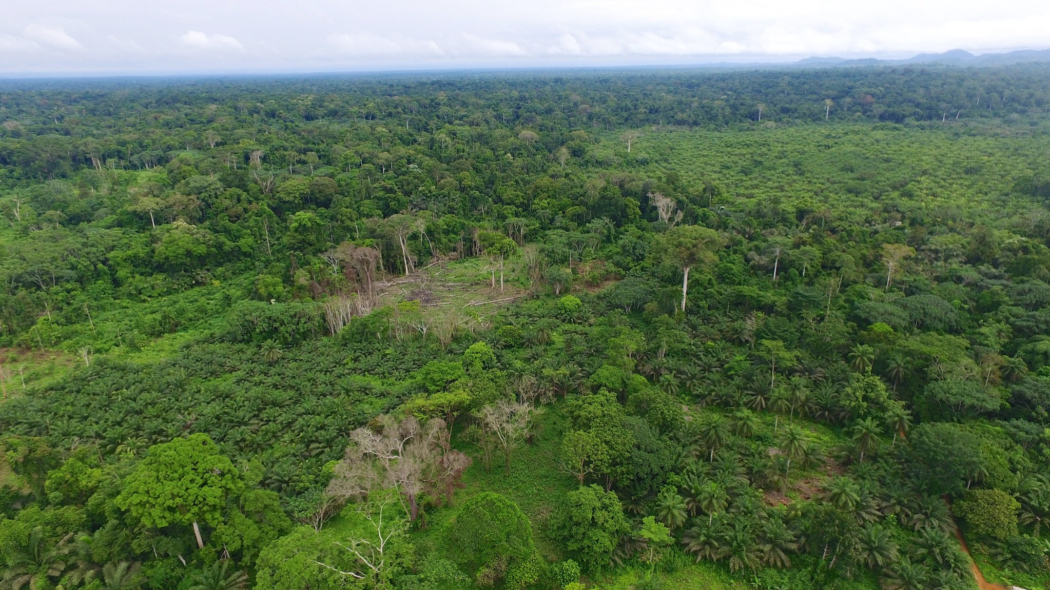 On the Road to Sustainable Palm Oil Production in Cameroon — CSPO